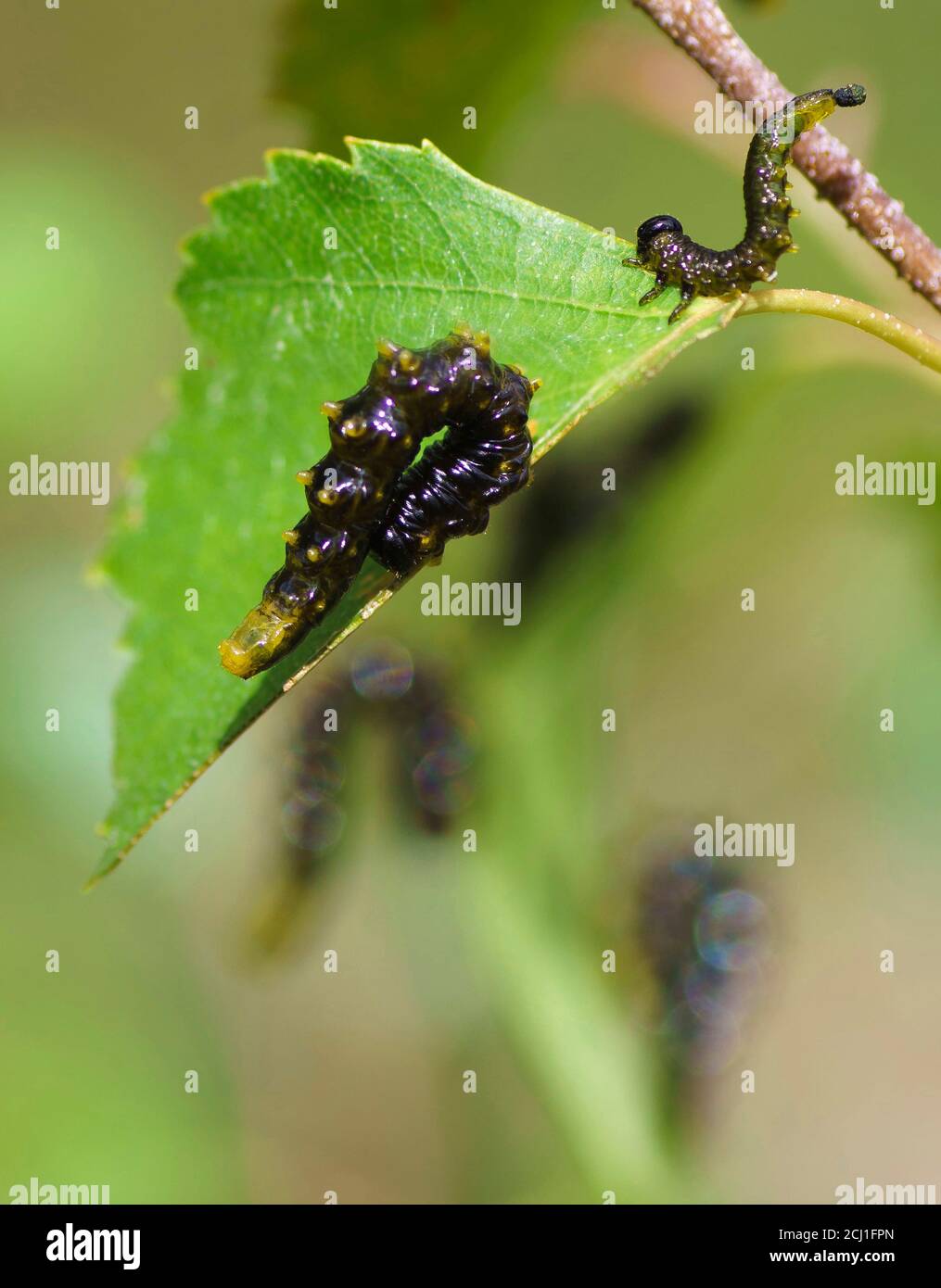 Symphyta hi-res stock photography and images - Alamy
