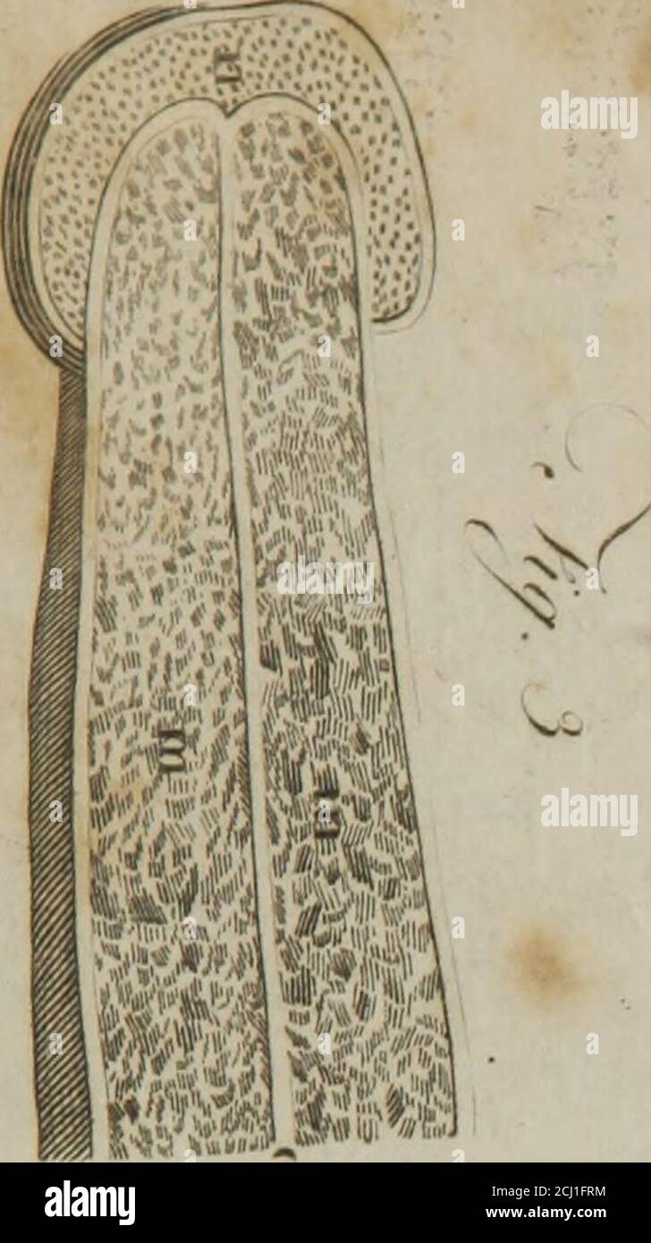 . A compendious system of anatomy : in six parts : part I : Osteology ...