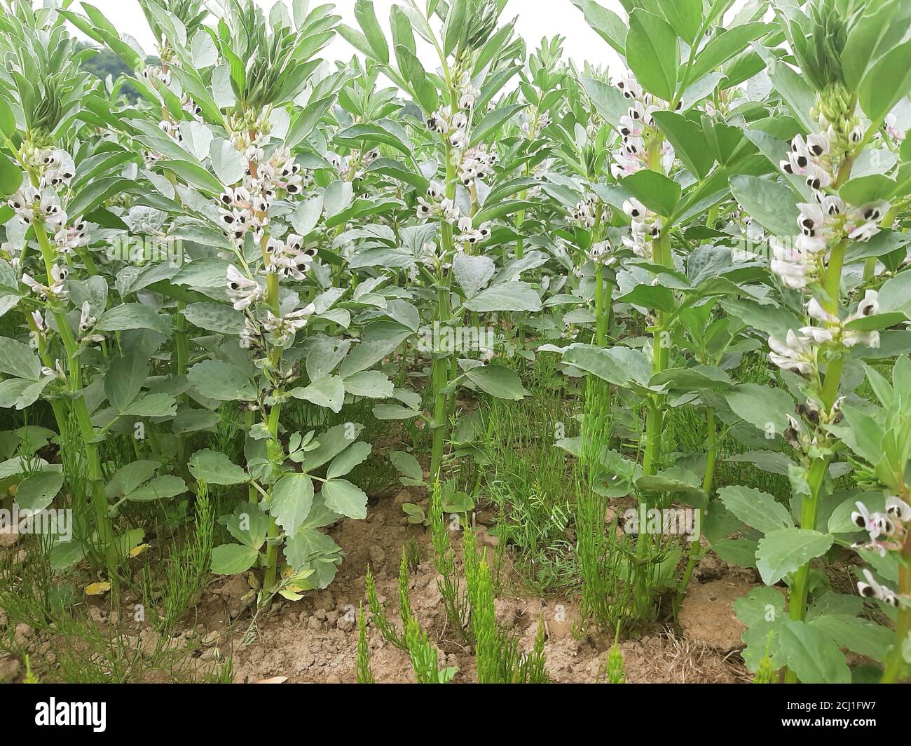 Faba Vulgaris High Resolution Stock Photography and Images - Alamy