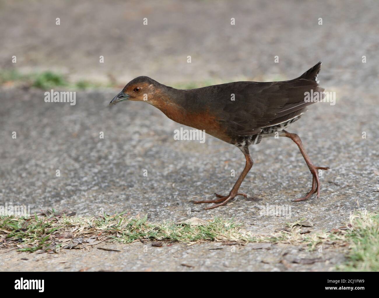 Band-bellied Crake (Porzana paykullii), walks on the ground, Singapore ...