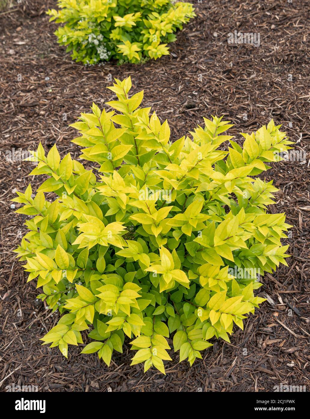 Ligustrum golden ticket hi-res stock photography and images - Alamy