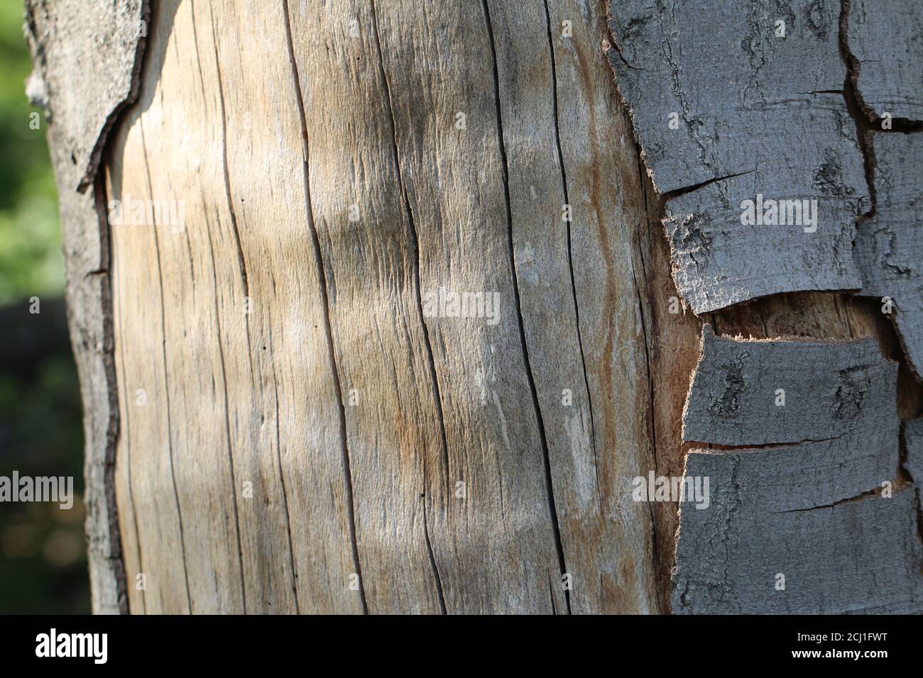 common beech (Fagus sylvatica), with chipped bark because of sunburn ...