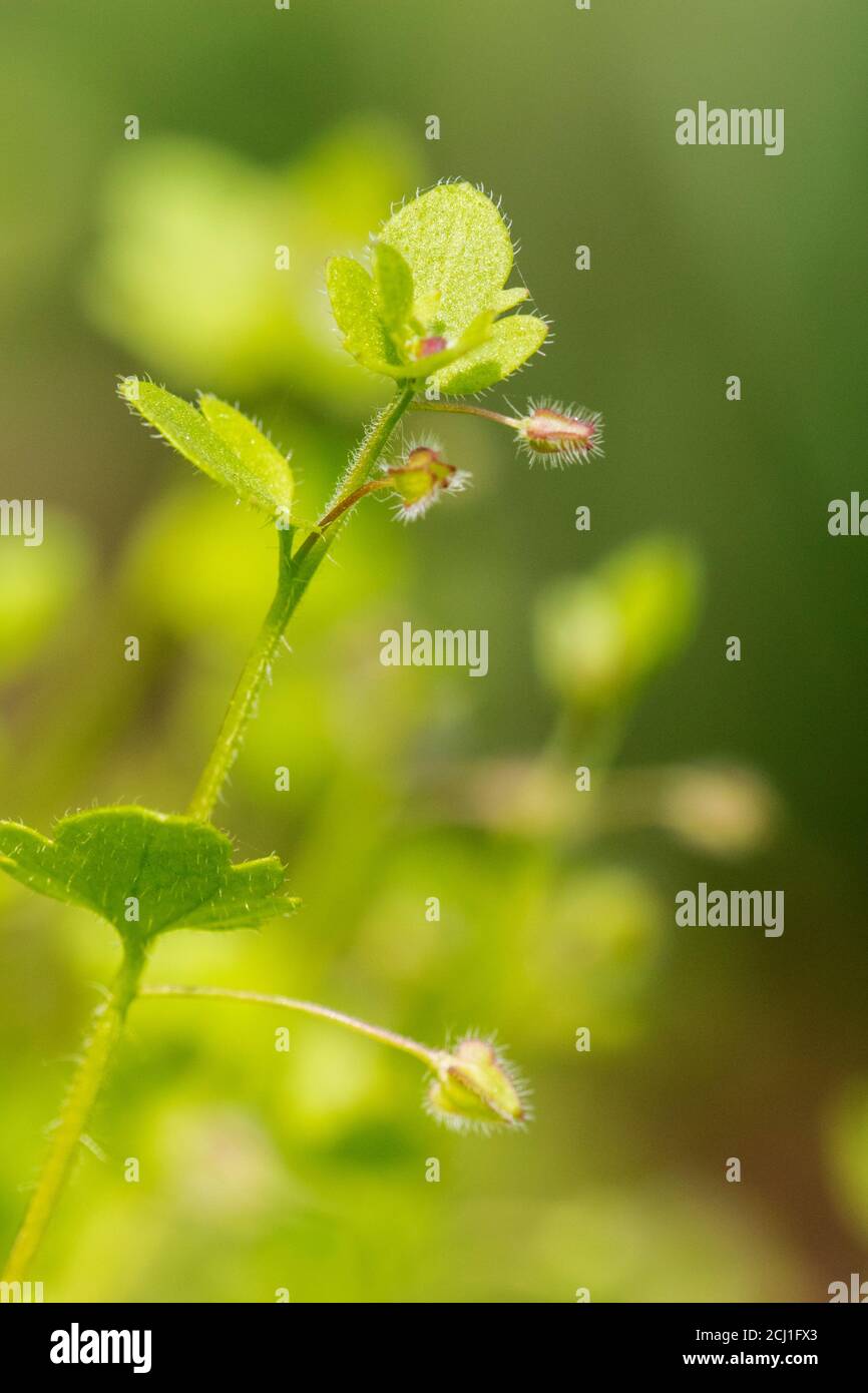 ivy-leaf speedwell (Veronica hederifolia), in bud, Netherlands, Drenthe ...