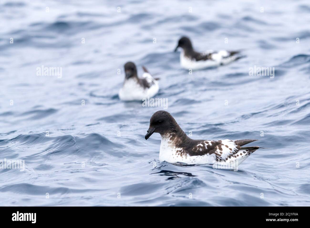 Pintado petrel, Antarctic cape petrel, Cape petrel (Daption capense ...