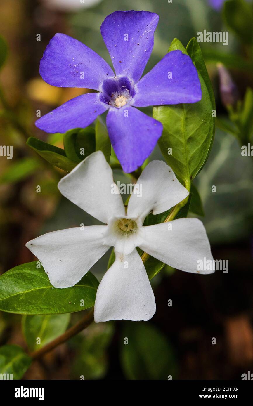 common periwinkle, lesser periwinkle, small-leaved periwinkle (Vinca ...