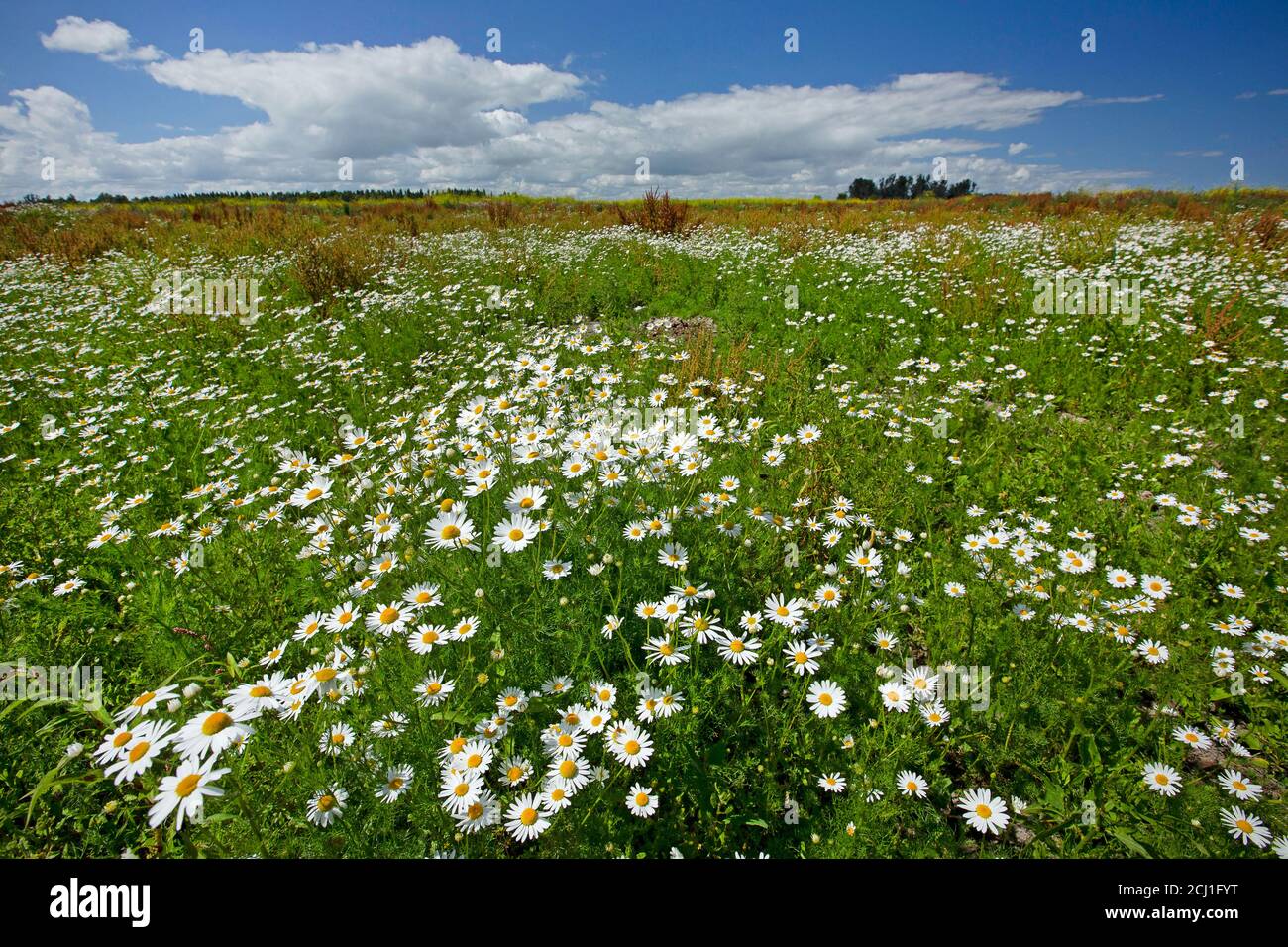 Scentless mayweed, Scentless chamomile (Tripleurospermum perforatum ...