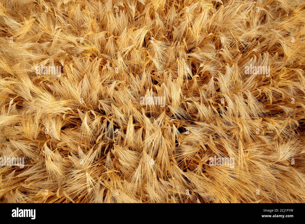 common barley, six-rowed barley (Hordeum vulgare), Field with barley ...