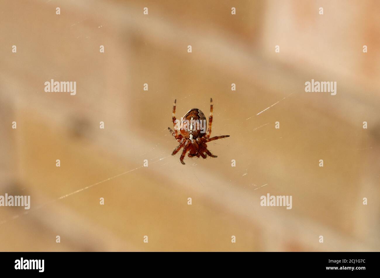 Orange cross spider in web, UK. Araneus didemanteus Stock Photo - Alamy