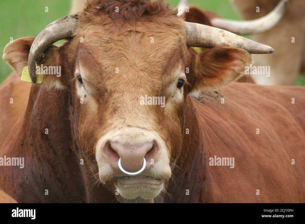 Heck cattle (Bos primigenius f. taurus), bull with nose ring and ear ...