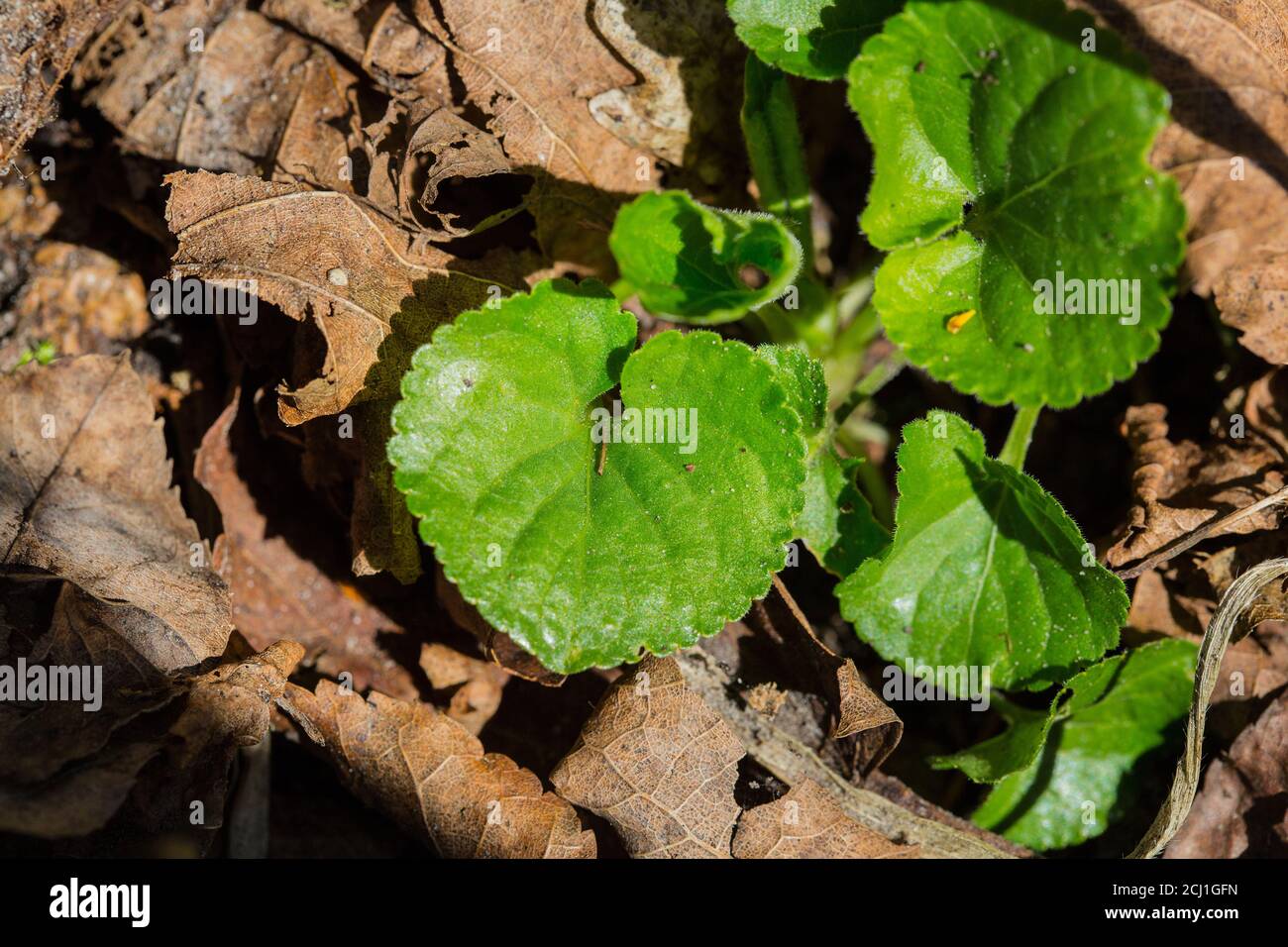 English violet, Sweet violet (Viola odorata), leaves, Netherlands ...