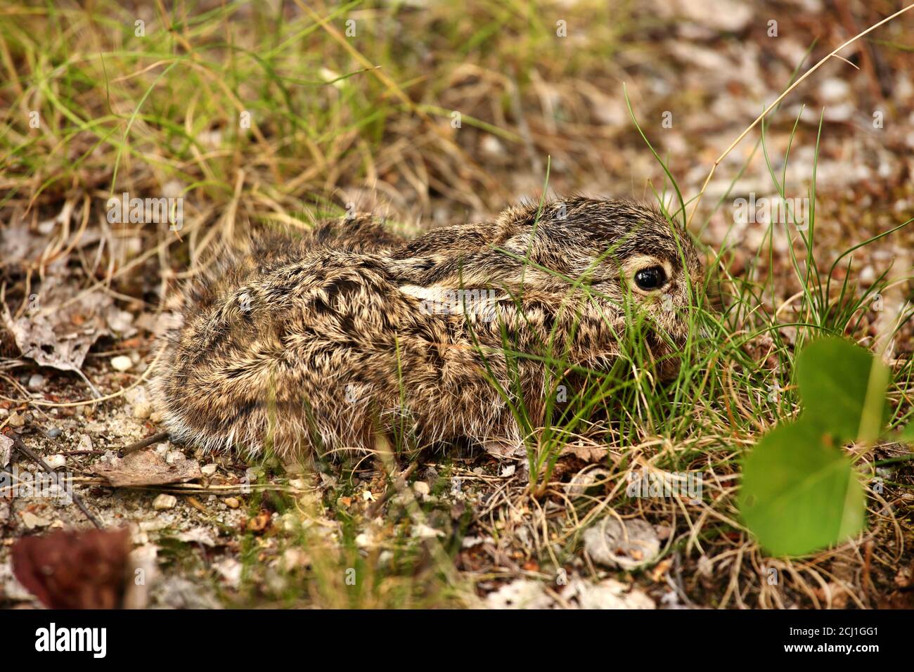 European hare, Brown hare (Lepus europaeus), little young hare ducked ...
