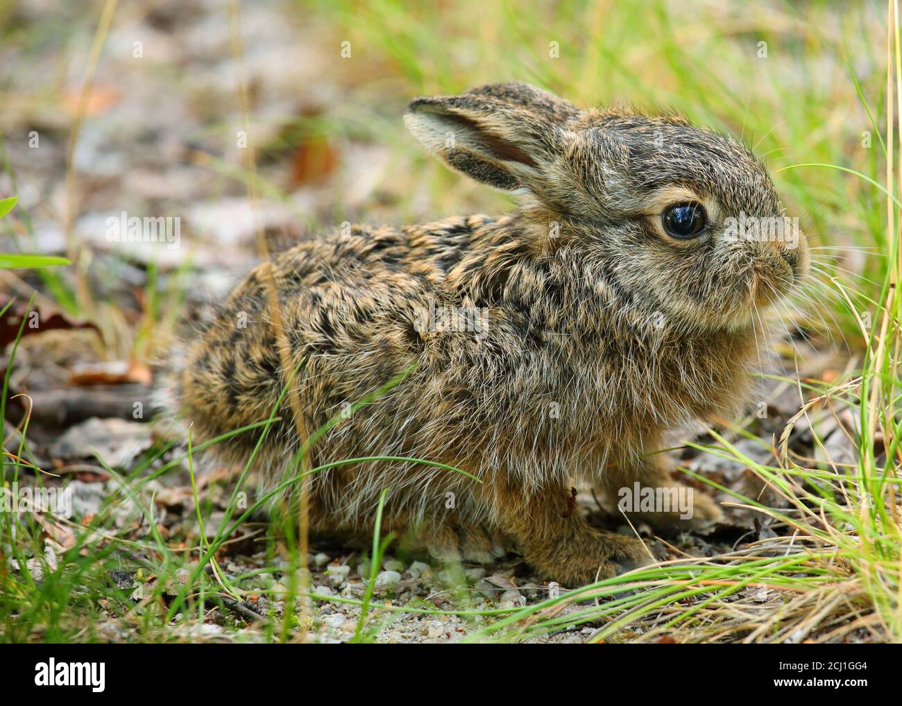 Little young one hi-res stock photography and images - Alamy