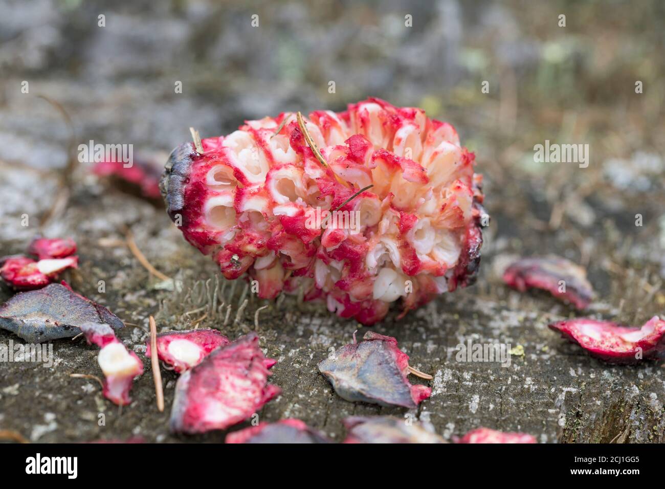 spotted nutcracker (Nucifraga caryocatactes), Swiss pine cone broken by ...