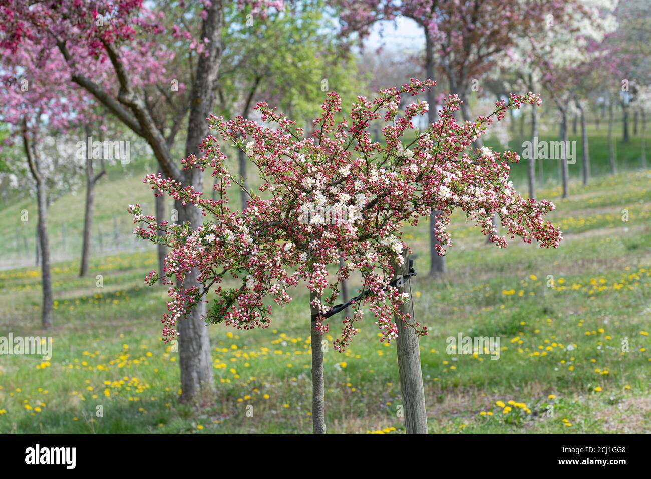 Ornamental apple tree (Malus 'Tina', Malus Tina), blooming tree of ...