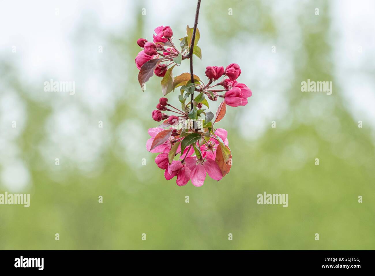 Ornamental apple tree (Malus 'Rudolph', Malus Rudolph), blooming branch ...