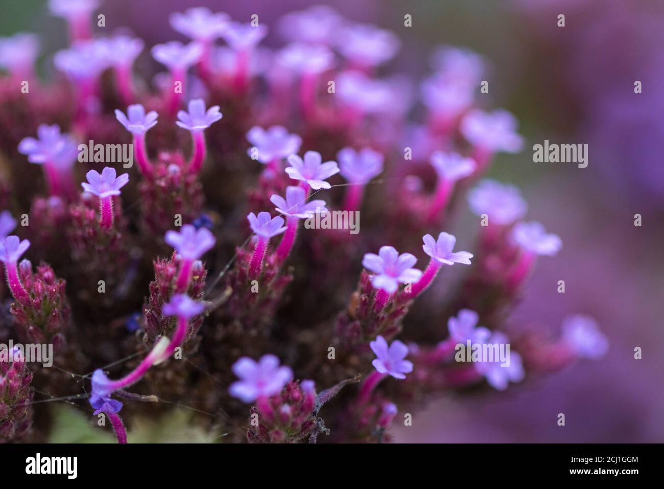 Tall vervain (Verbena bonariensis), flowers, Netherlands, Frisia Stock ...