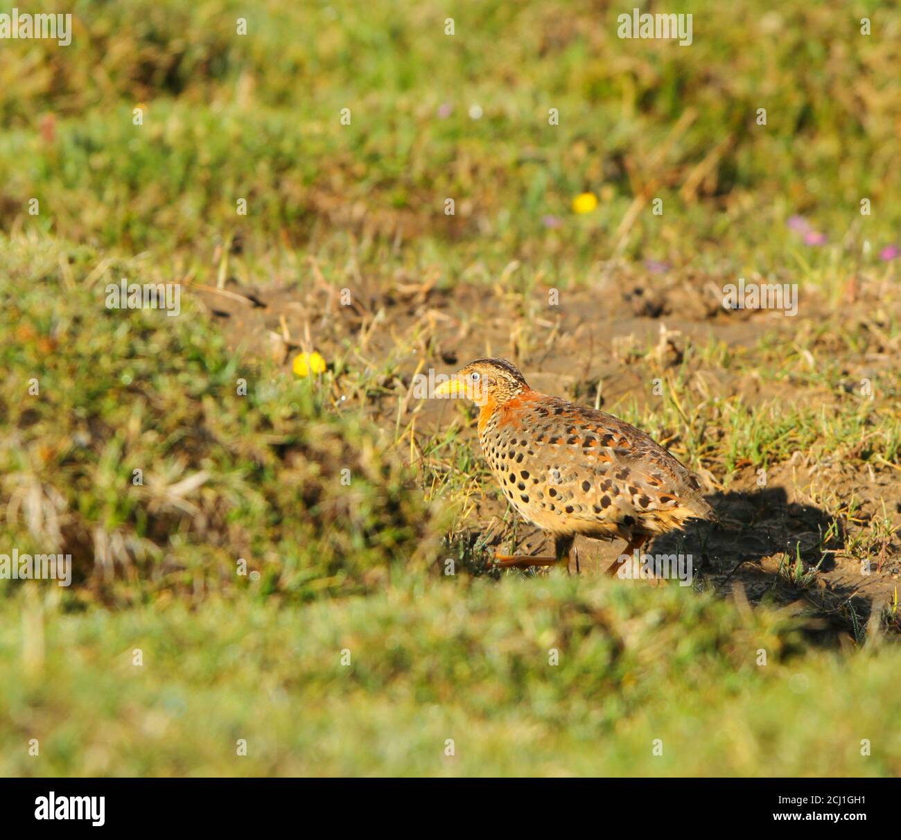 yellow-legged button-quail (Turnix tanki), adult walking in the open in ...