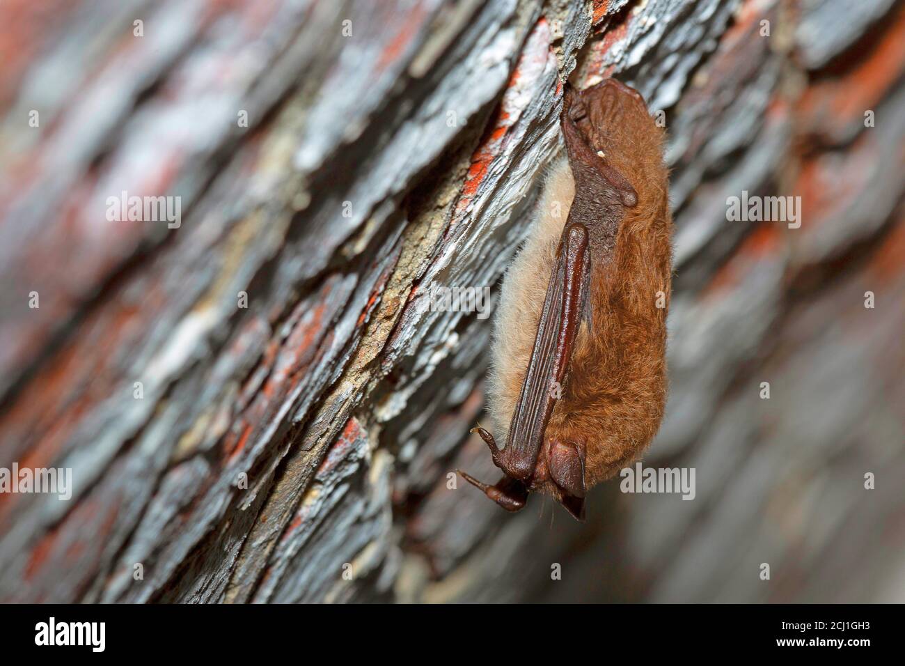 Geoffroy's bat (Myotis emarginata, Myotis emarginatus), hibernating in ...