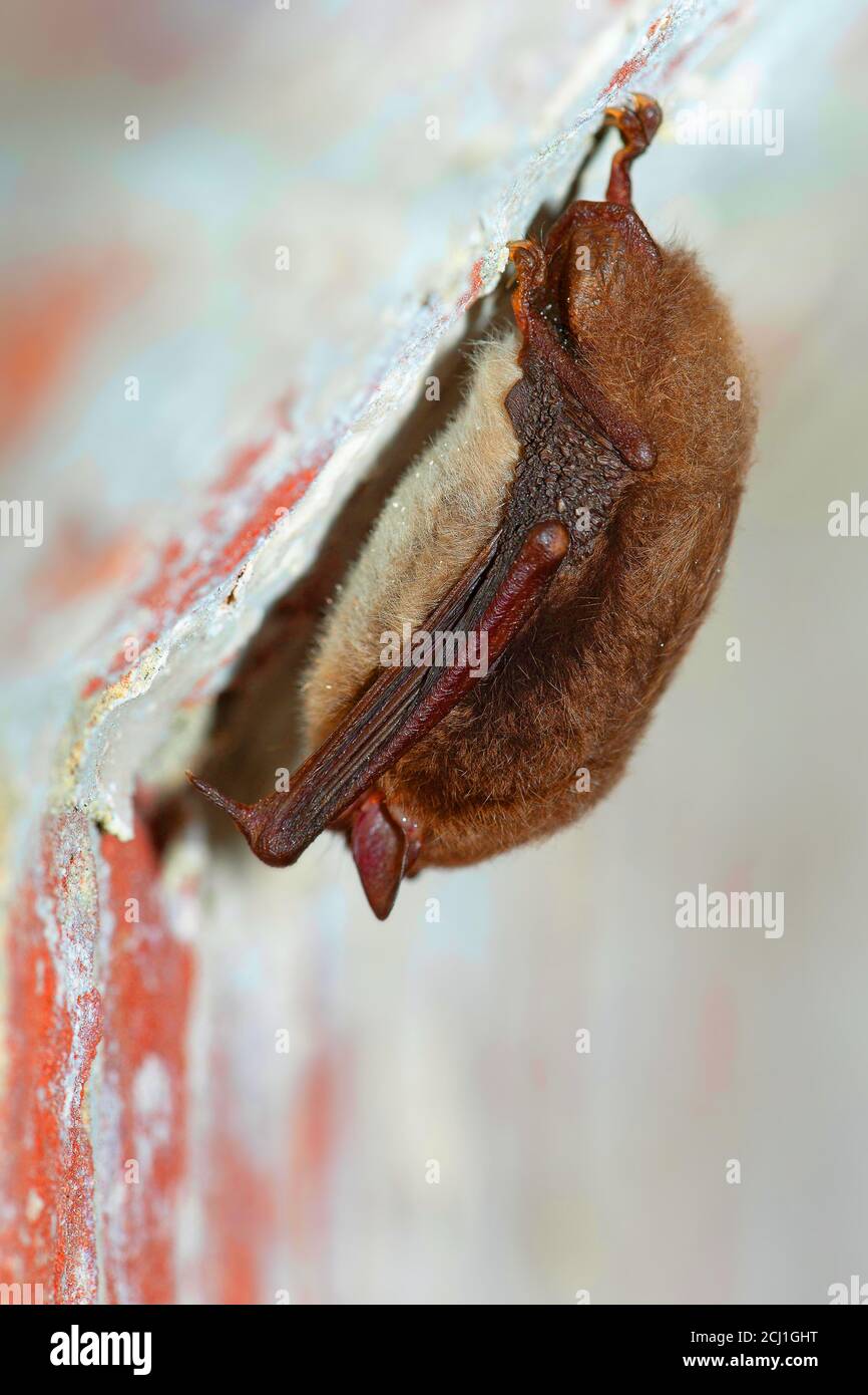 Geoffroy's bat (Myotis emarginata, Myotis emarginatus), hibernating in ...