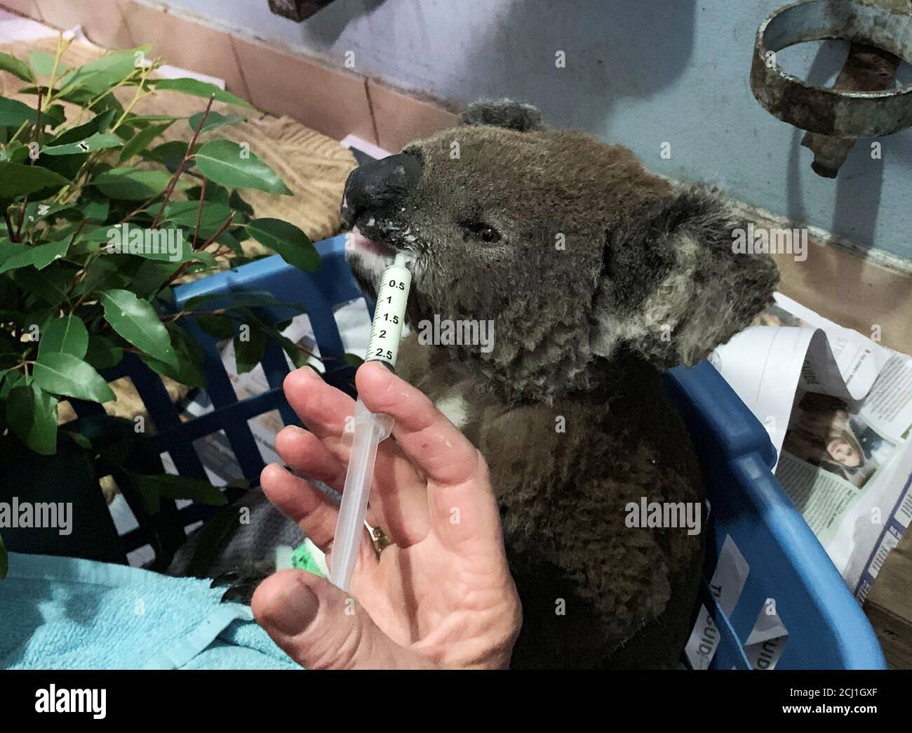 Koalas australia hospital hi-res stock photography and images - Alamy