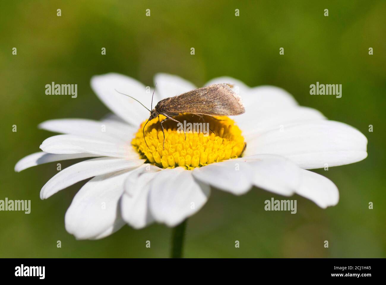 Moths europe High Resolution Stock Photography and Images - Alamy