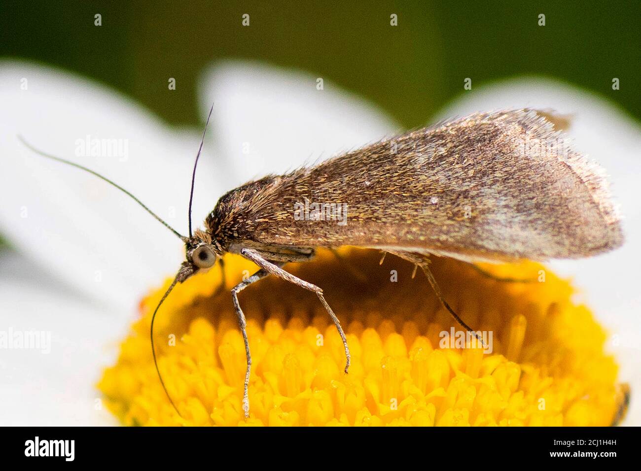 Moths grass hi-res stock photography and images - Alamy
