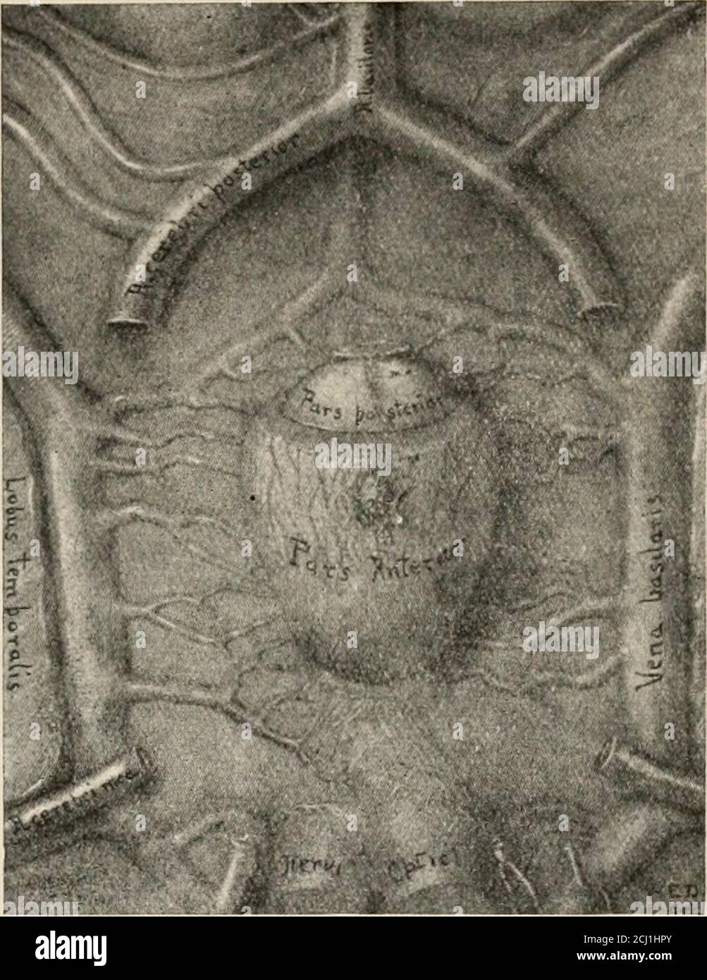 . The endocrine organs; an introduction to the study of internal ...