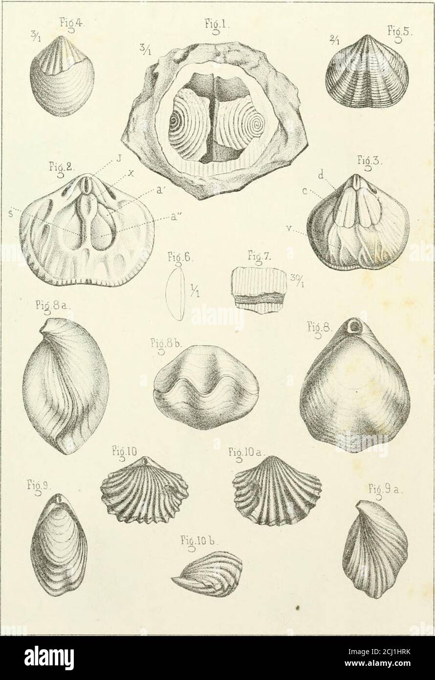 Rhynchonella hi-res stock photography and images - Alamy