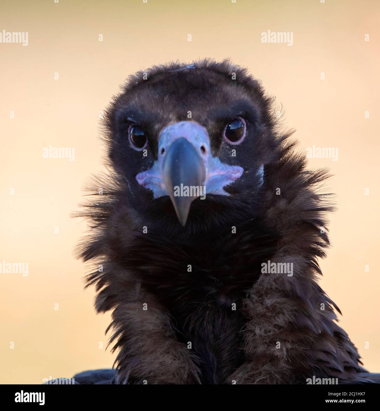 cinereous vulture (Aegypius monachus), adult staring directly into the ...