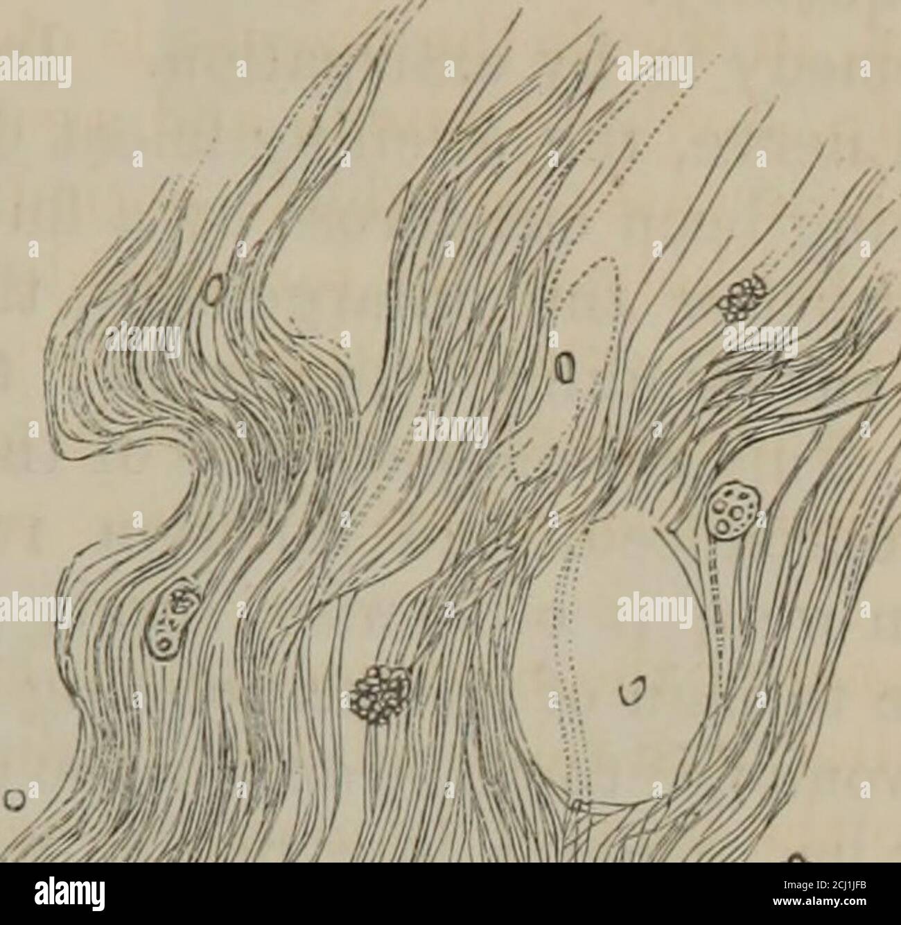 Prune according to form hi-res stock photography and images - Alamy