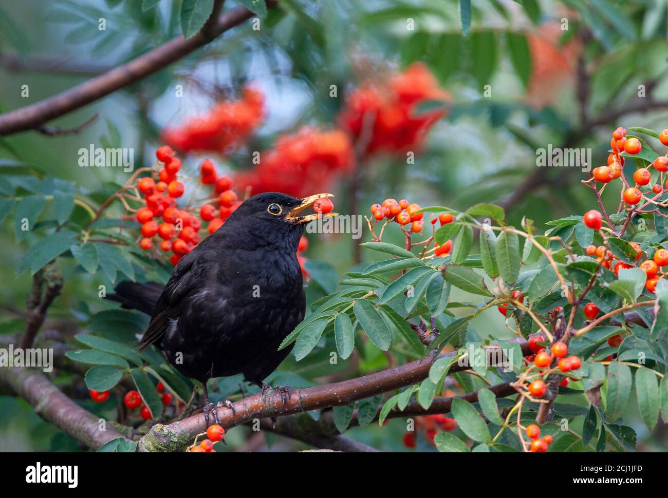 blackbird (Turdus merula), Male eating red berries, Netherlands Stock ...