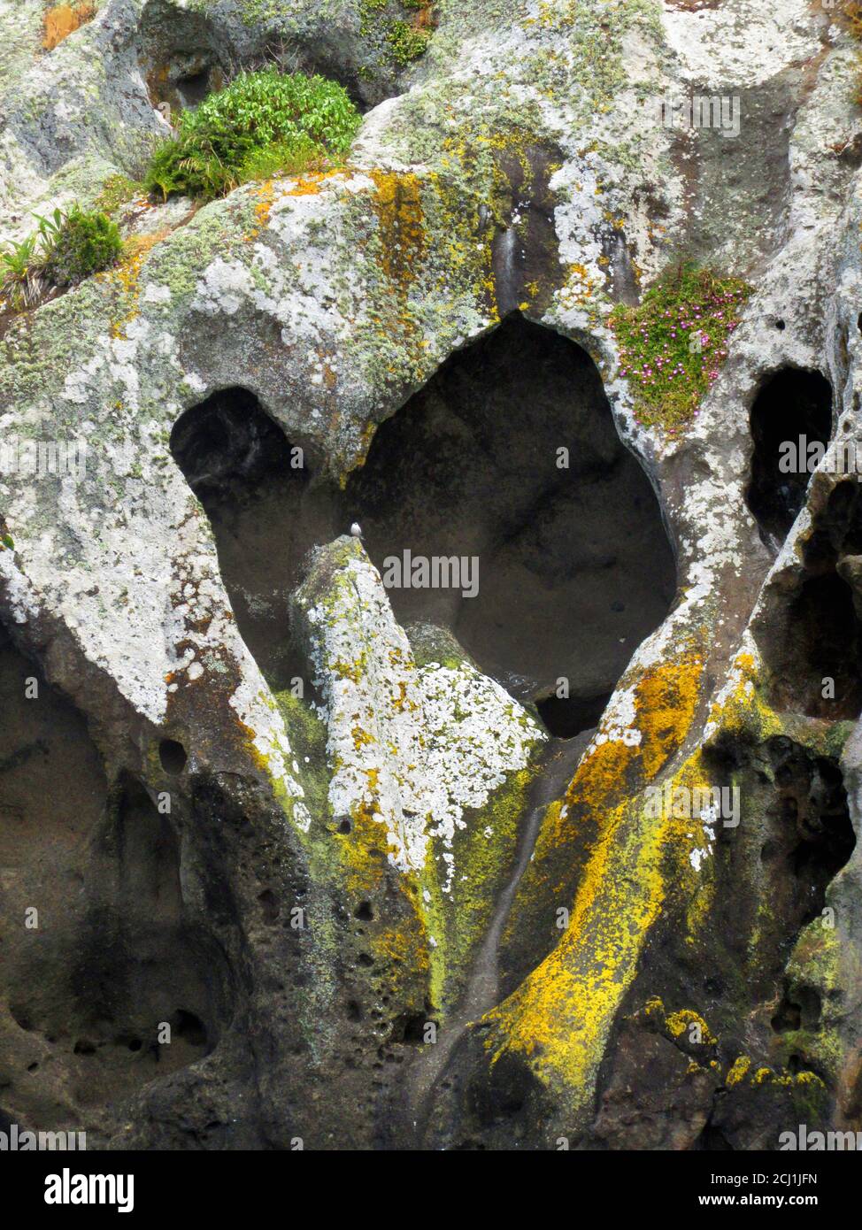Heart shaped rock formation on Mangere Island, New Zealand, Chatham ...