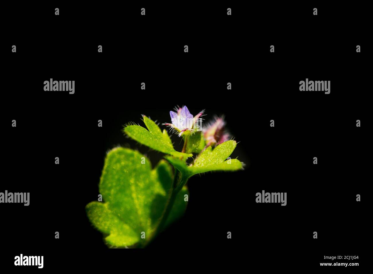 ivy-leaf speedwell (Veronica hederifolia), flower against black ...