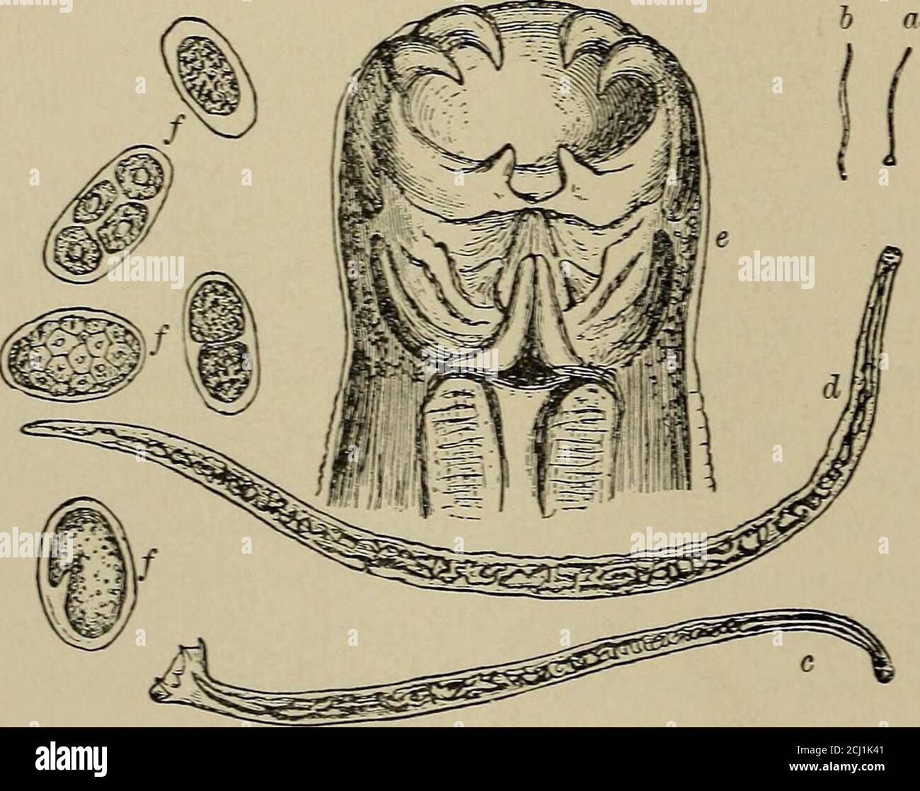 . A manual of clinical diagnosis by means of microscopical and chemical ...