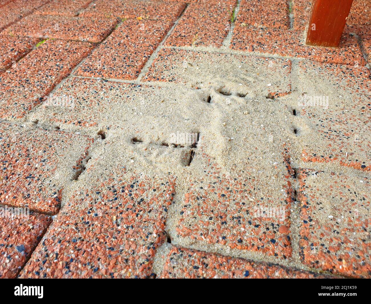 Pavement ants hi-res stock photography and images - Alamy