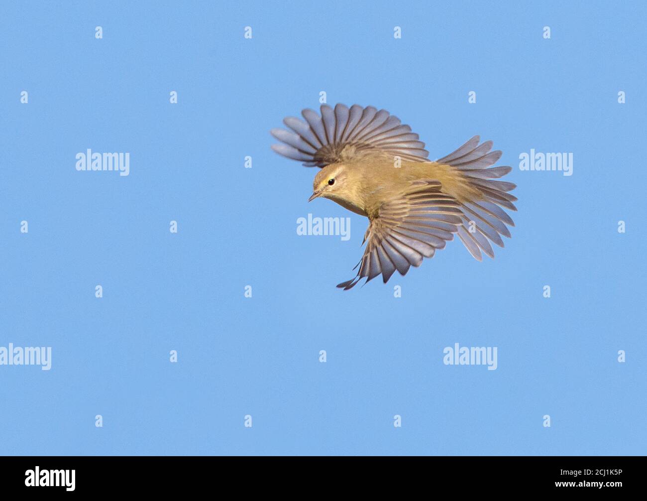 Chiffchaff flight hi-res stock photography and images - Alamy