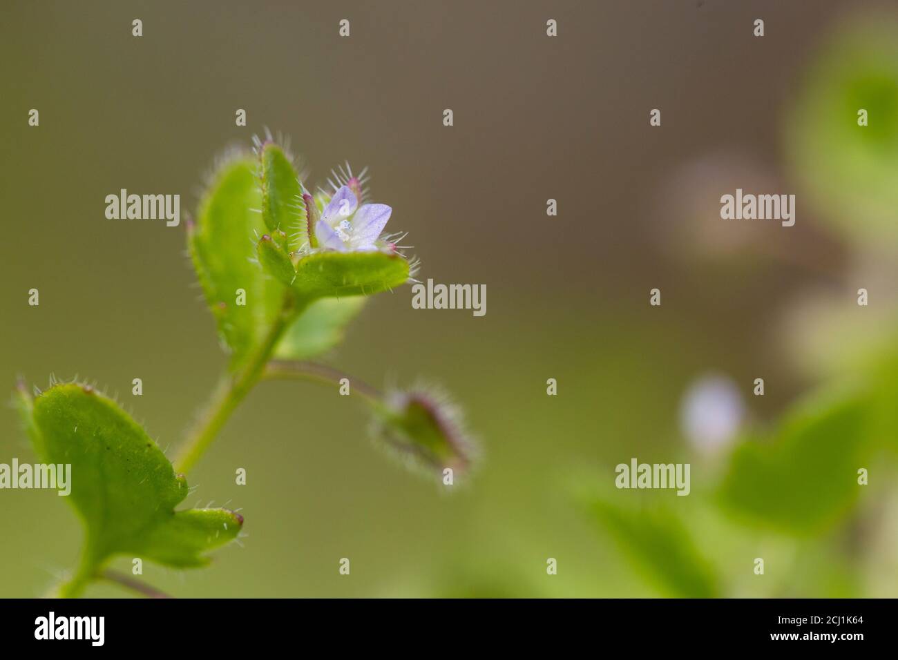 ivy-leaf speedwell (Veronica hederifolia), blooming, Netherlands ...