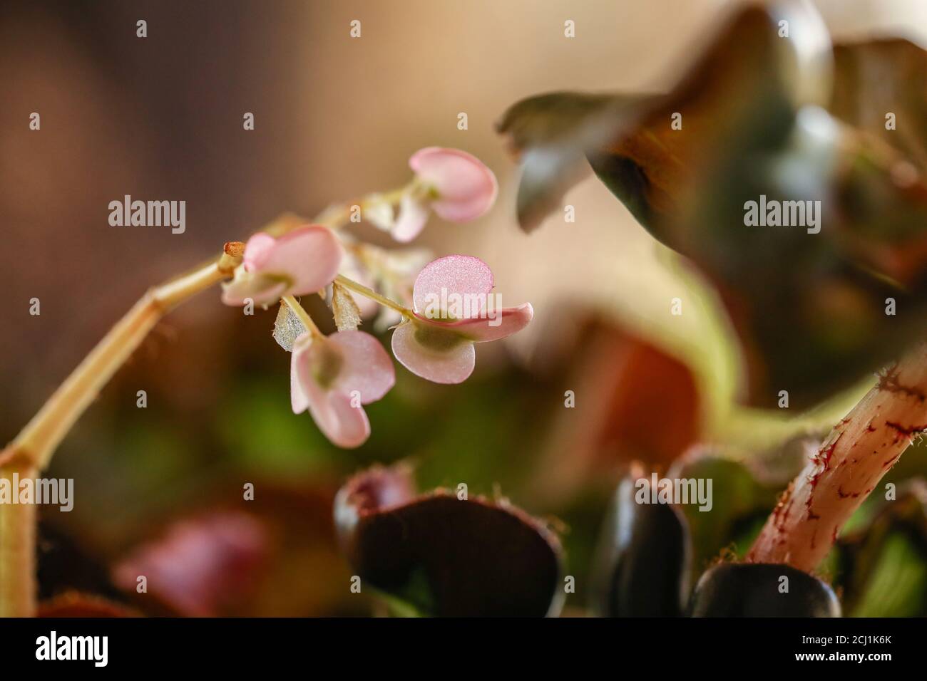 Closeup shot of delicate pink cathedral begonia flowers Stock Photo - Alamy