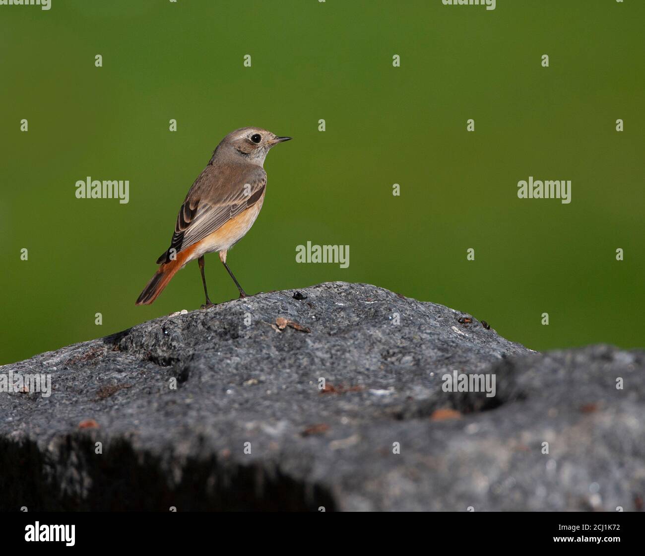 common redstart (Phoenicurus phoenicurus), looking for food on a ...