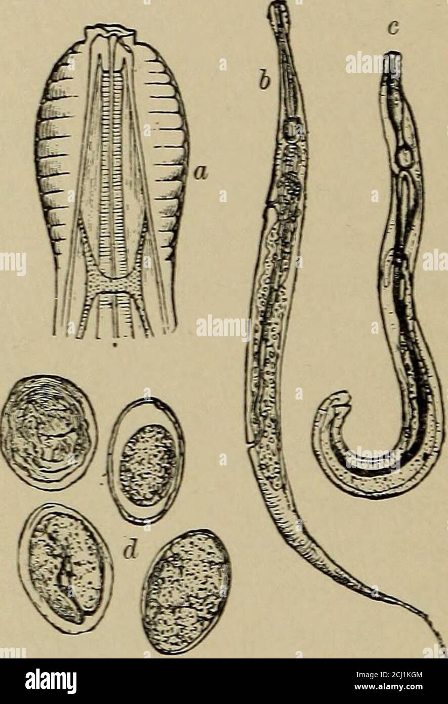 . A manual of clinical diagnosis by means of microscopical and chemical ...