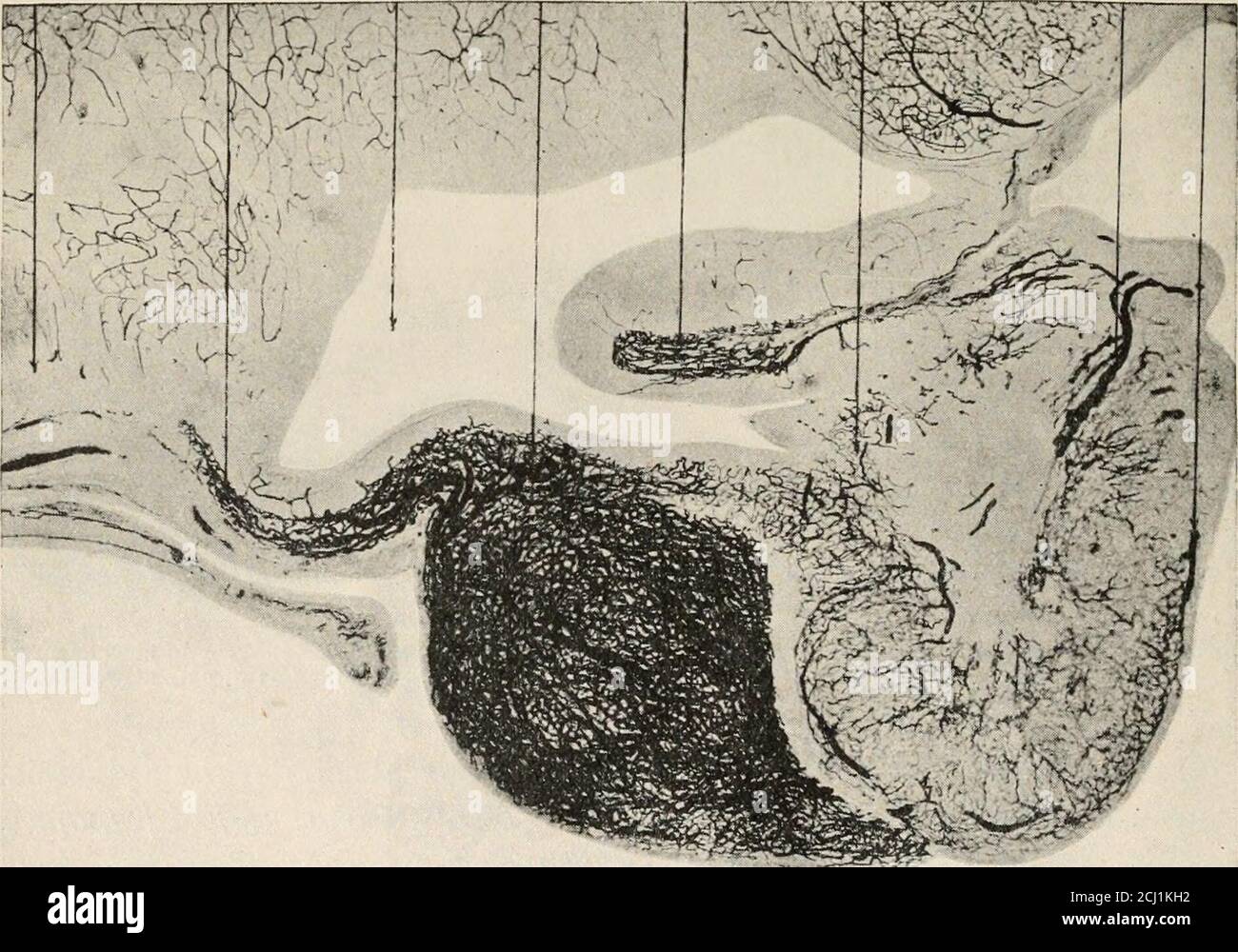 . The endocrine organs; an introduction to the study of internal ...