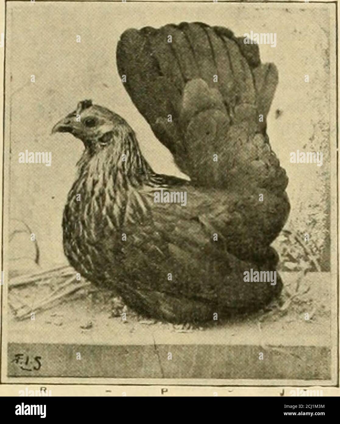 . The bantam fowl; a description of all standard breeds and varieties ...
