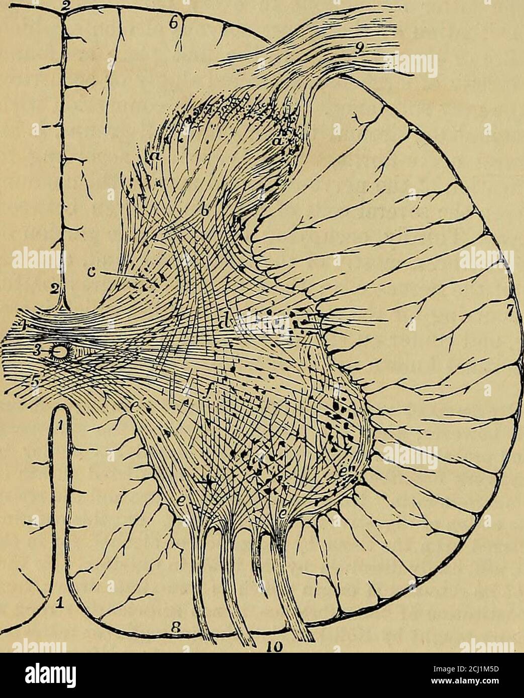 Anterior cornu hi-res stock photography and images - Alamy