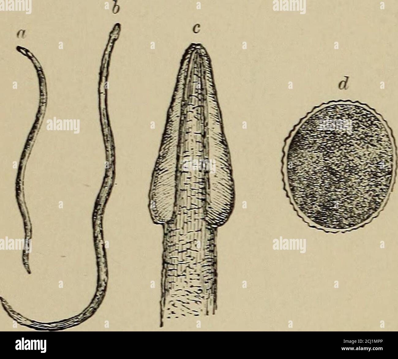Oxyuris hi-res stock photography and images - Alamy