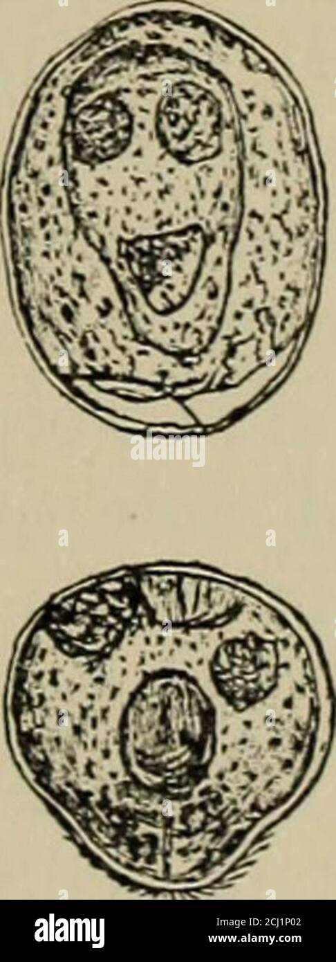 . A manual of clinical diagnosis by means of microscopical and chemical ...