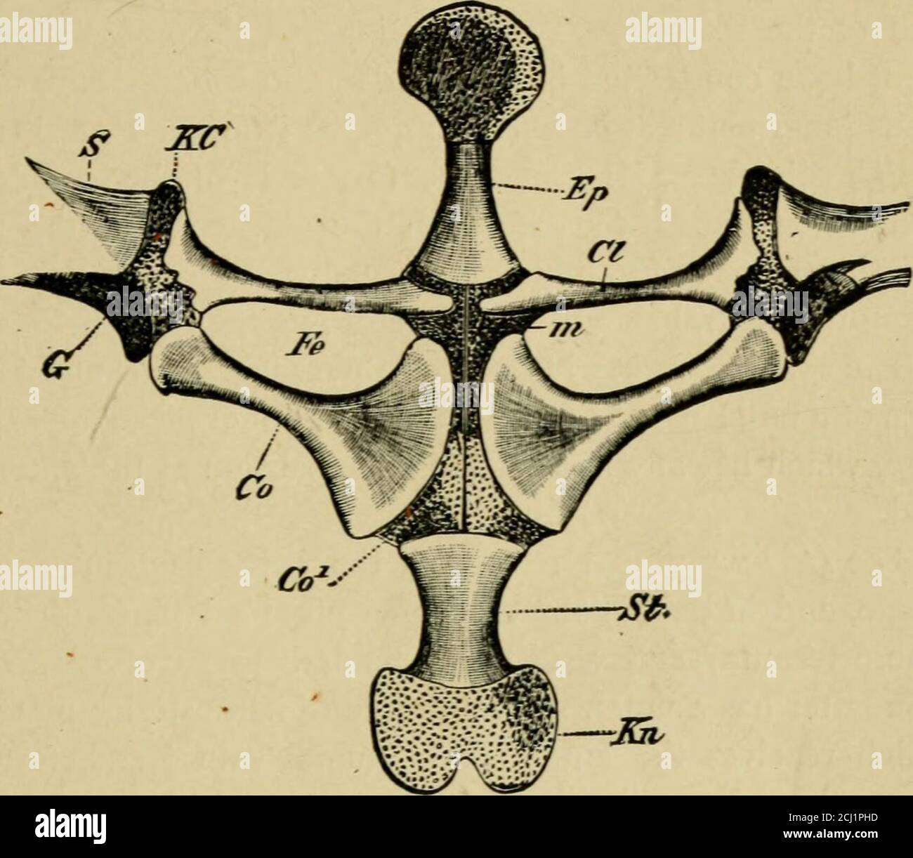 . The biology of the frog . all openingsthrough the sides of the ...