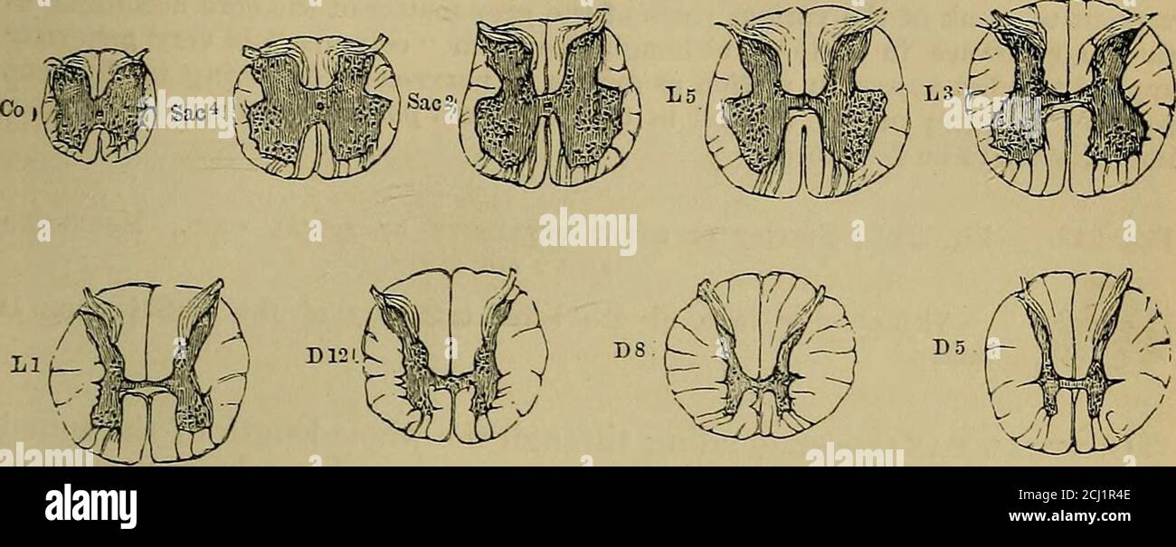 . Quain's elements of anatomy . INTEENAL STEUCTUEE. 2C7 the postero ...