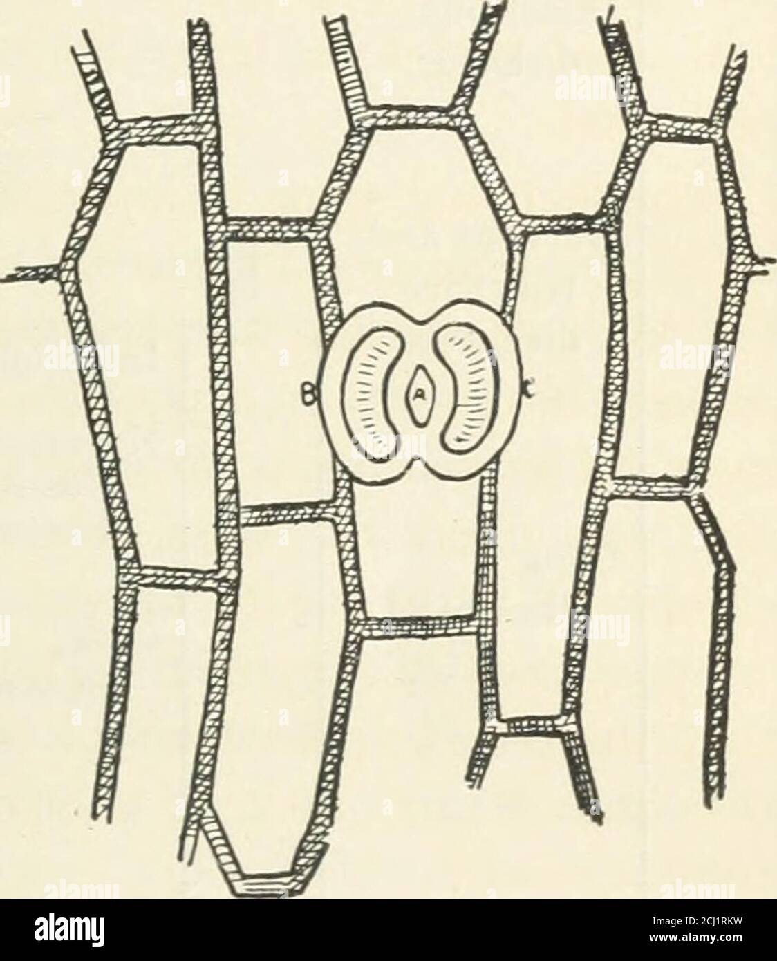 Blood choke hi-res stock photography and images - Alamy