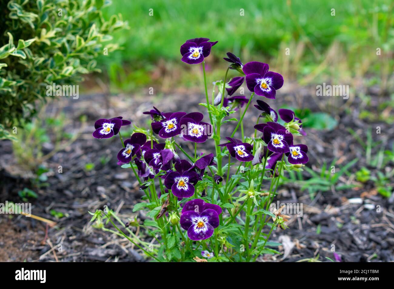 Small grass patch hi-res stock photography and images - Alamy