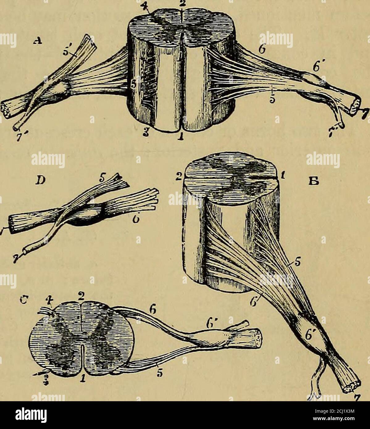 Quain s Elements Of Anatomy 2i6 DiFFERE ST Fig 246 VIEWS OF quain-s-elements-of-anatomy-2i6-differe-st-fig-246-views-of
